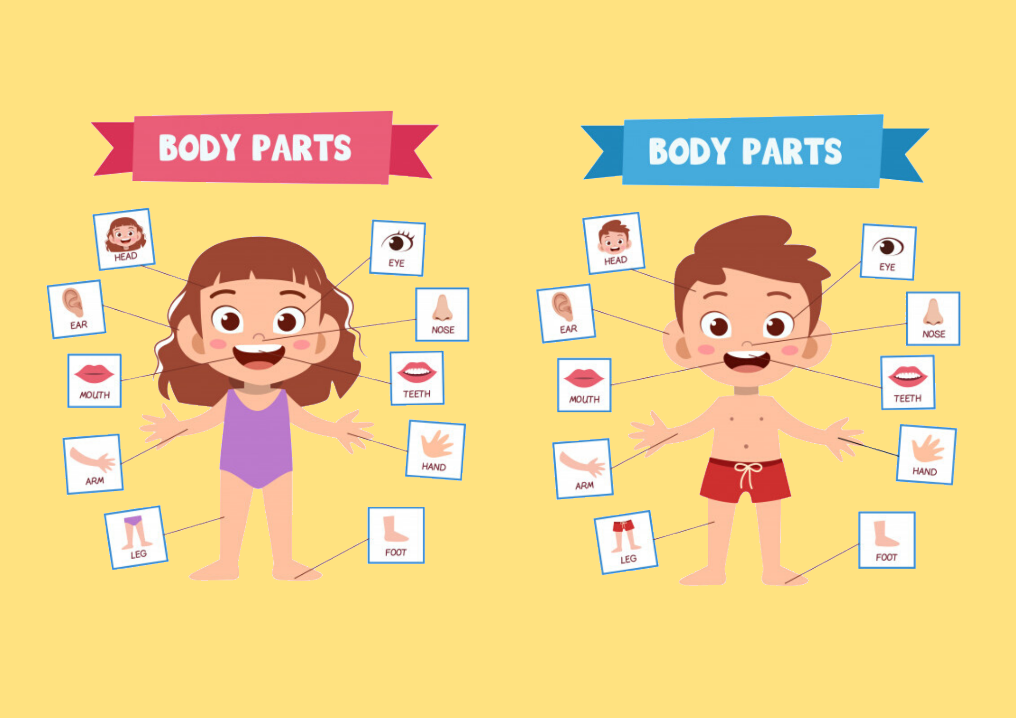 Juegos de Ciencias | Juego de Las partes de nuestro cuerpo | Cerebriti