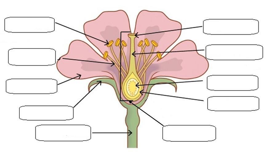 Juegos de Ciencias | Juego de Partes de una flor (2) | Cerebriti