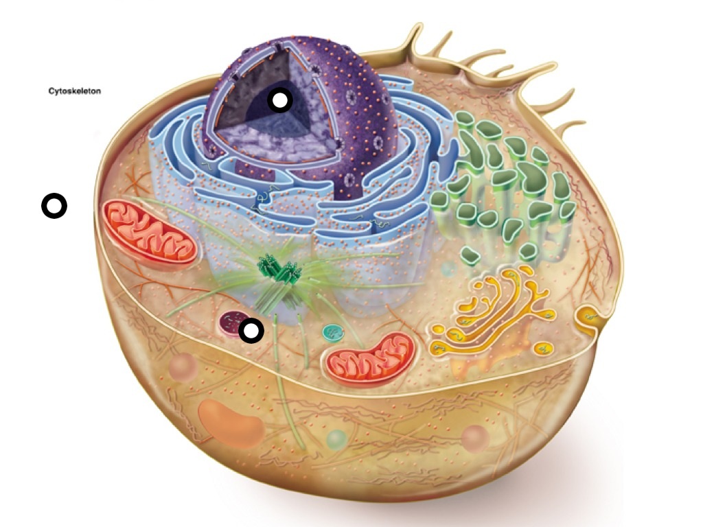 Juegos de Ciencias | Juego de Parts of an eukaryotic cell | Cerebriti