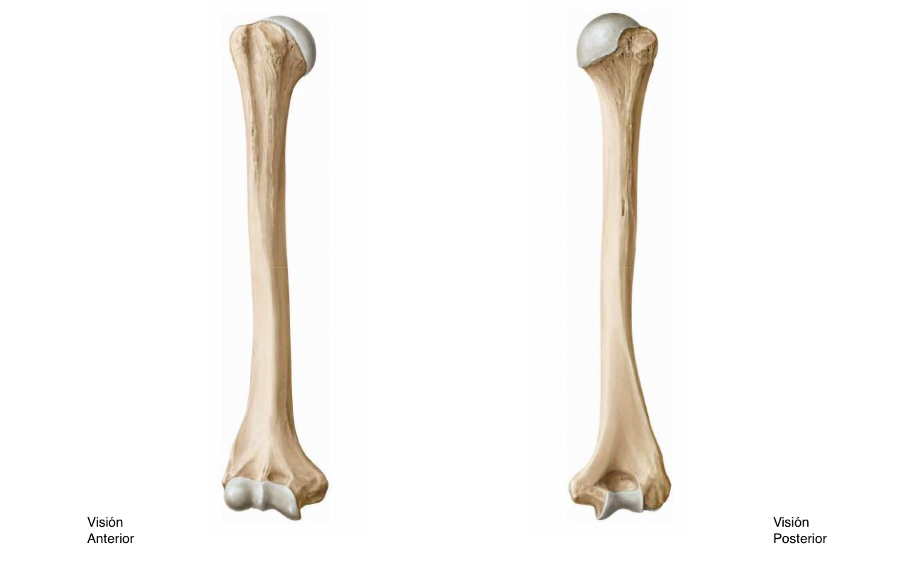 Juegos de Ciencias | Juego de Partes relevantes húmero | Cerebriti