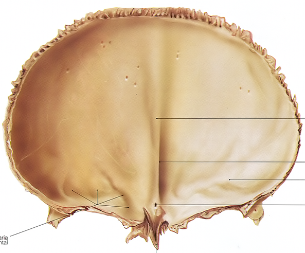 Juegos de Ciencias | Juego de Cara posterior del frontal | Cerebriti Juegos de Ciencias | Juego de Cara posterior del frontal | Cerebriti