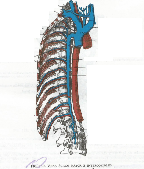 Juegos de Ciencias | Juego de Vena ácigos mayor e intercostales | Cerebriti