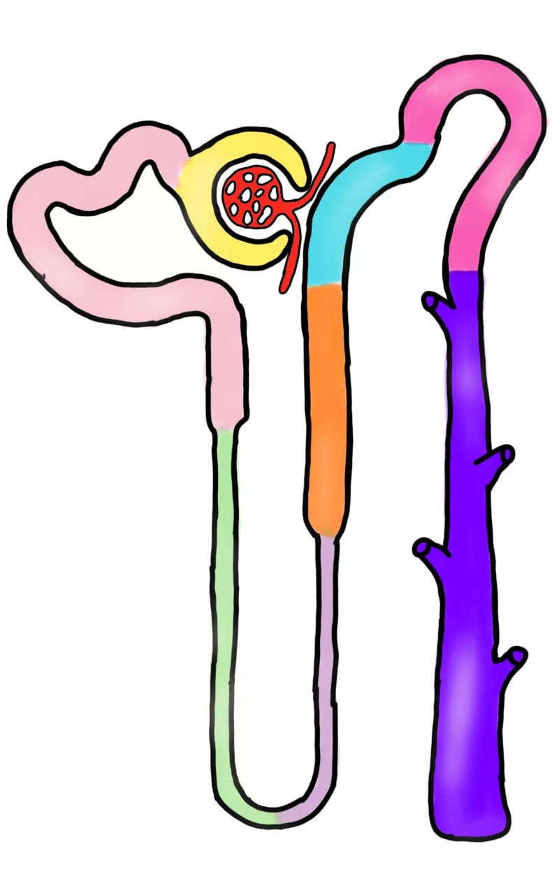 Juegos de Ciencias | Juego de La nefrona | Cerebriti