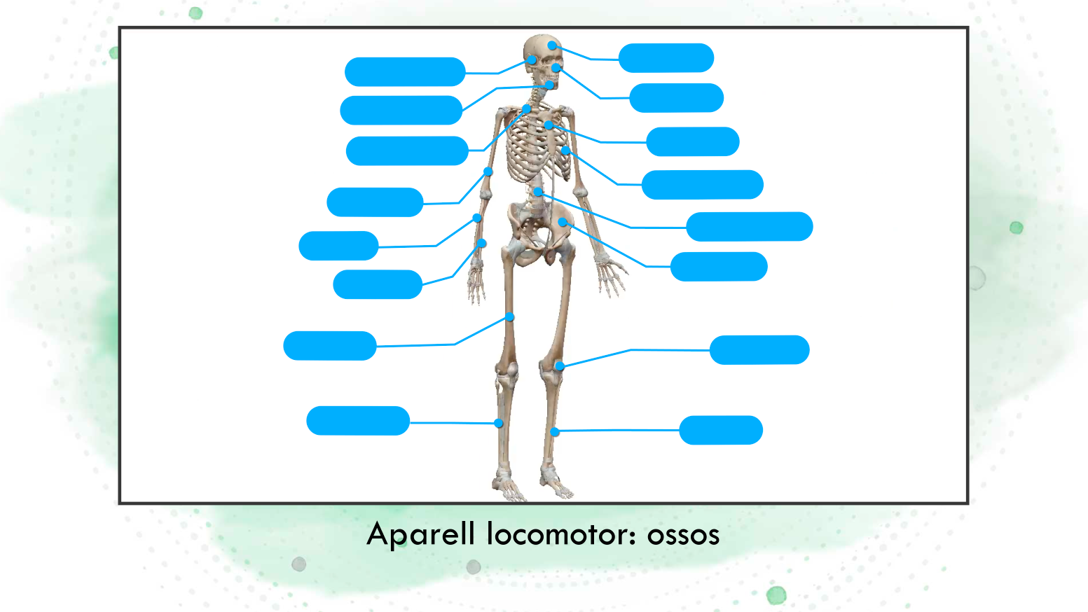 Juegos de Ciencias | Juego de Aparell locomotor: ossos | Cerebriti