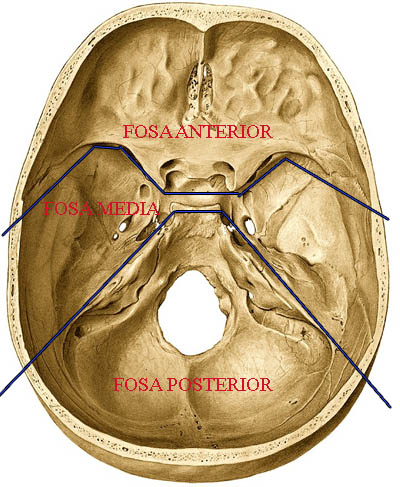Juegos de Ciencias | Juego de Orificios del endocráneo | Cerebriti