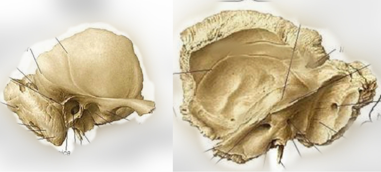 Juegos de Ciencias | Juego de Reparos óseos del temporal | Cerebriti
