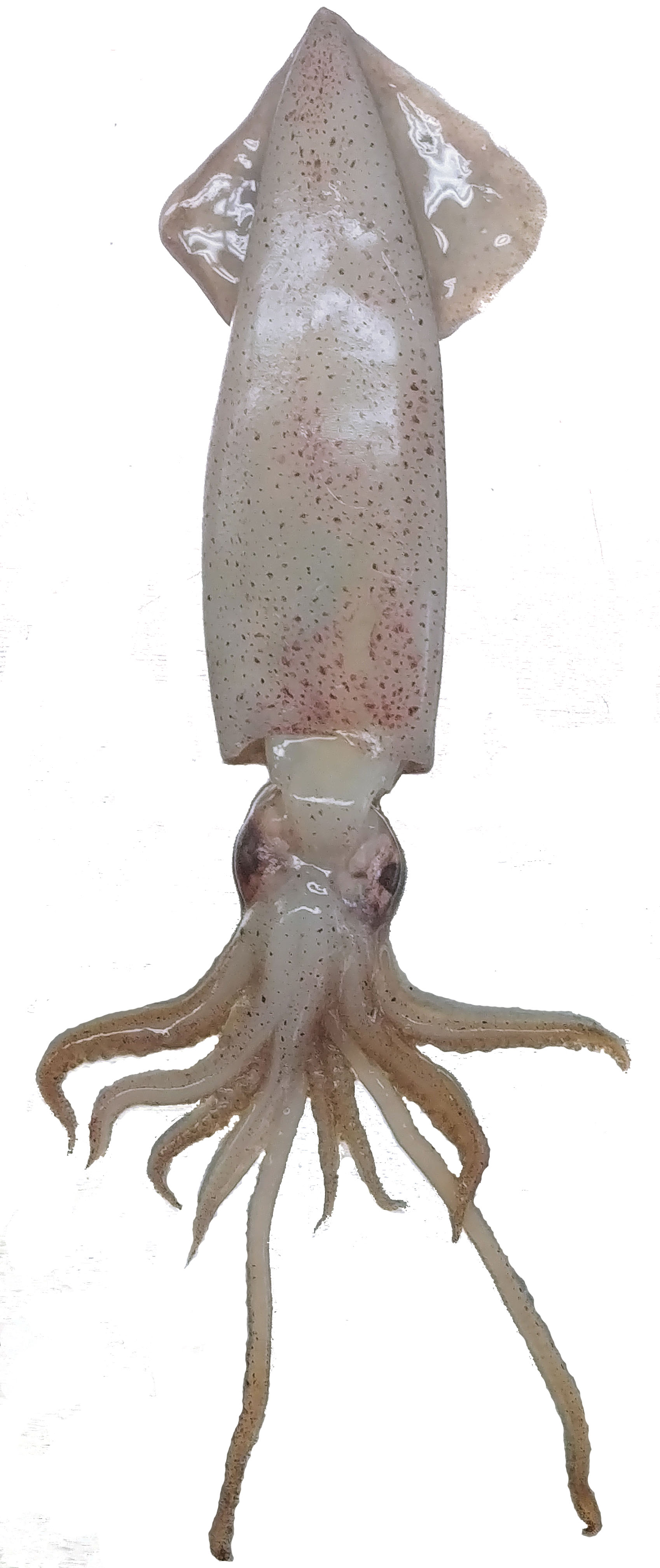 Juegos de Ciencias | Juego de Anatomia Externa del Calamar | Cerebriti