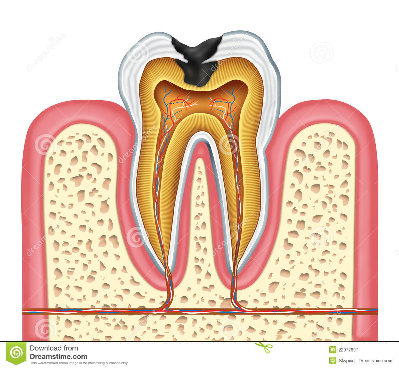 Juegos de Ciencias | Juego de Partes del diente | Cerebriti