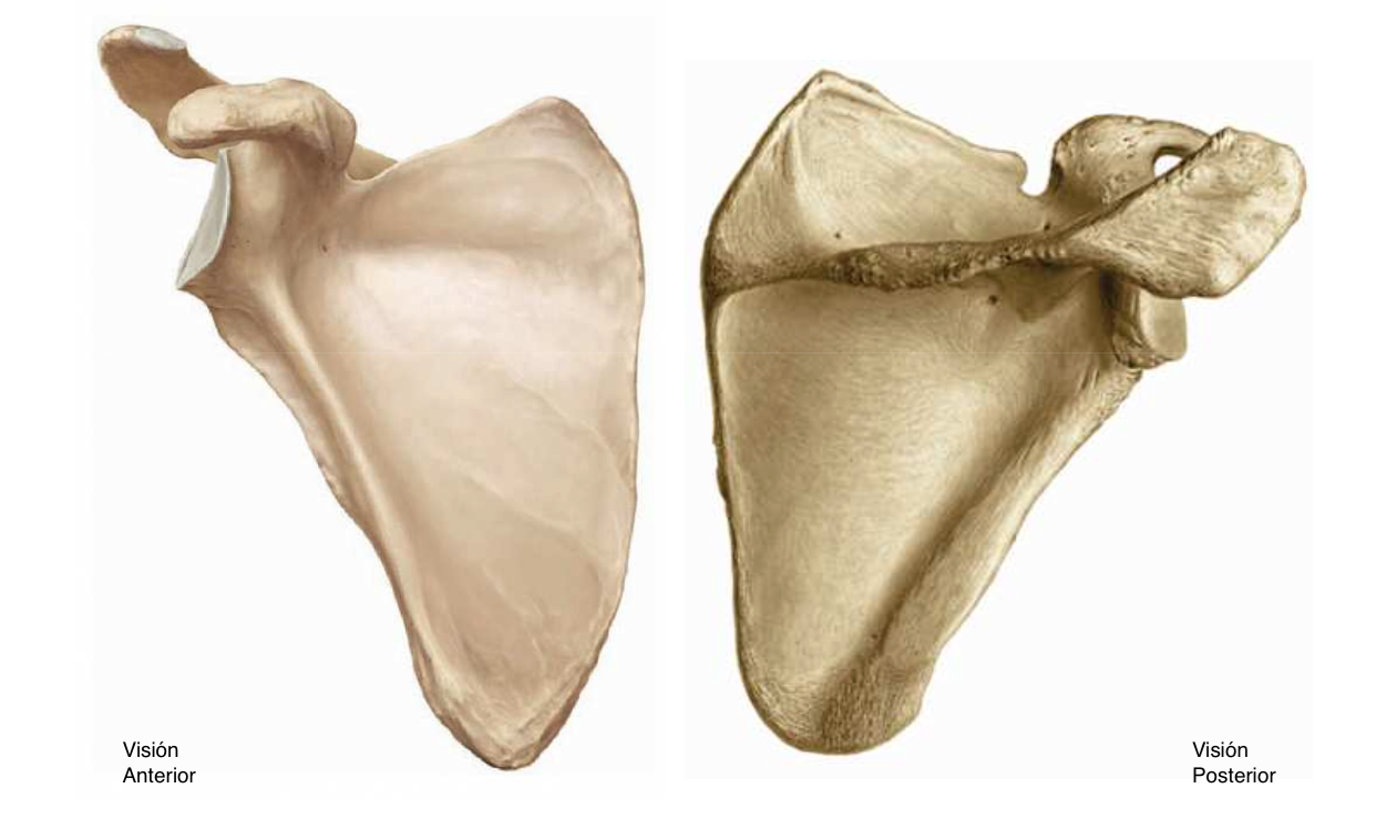 Juegos de Ciencias | Juego de Partes relevantes escápula | Cerebriti