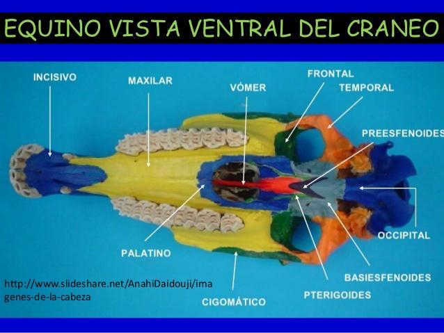 Juegos de Ciencias | Juego de Cabeza de caballo | Cerebriti