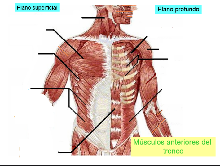 Musculo del tronco - Imagui