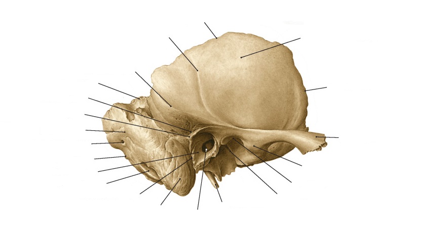 Juegos de Ciencias | Juego de Hueso Temporal Exocraneana | Cerebriti