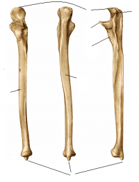 Juegos de Ciencias | Juego de Partes del cúbito | Cerebriti