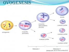 Juegos de Ciencias | Juego de Ovogénesis | Cerebriti