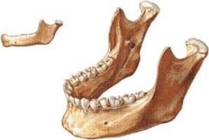 Juegos de Ciencias | Juego de Las partes de la mandíbula | Cerebriti