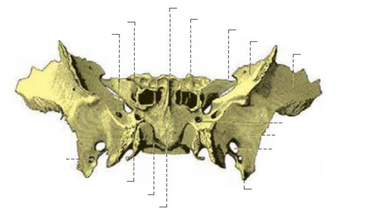 Juegos de Ciencias | Juego de Hueso Esfenoides Vista Inferior | Cerebriti