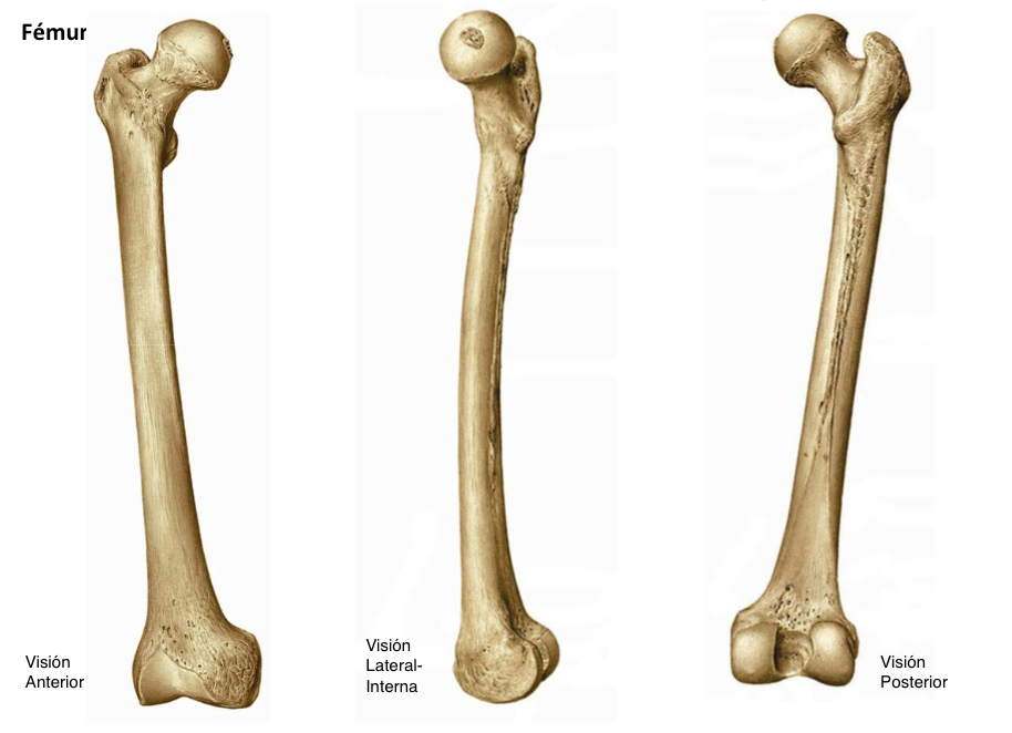 Juegos de Ciencias | Juego de Partes relevantes del fémur | Cerebriti