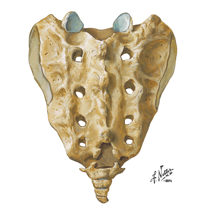 Juegos de Ciencias | Juego de Partes del Sacro y Coccix | Cerebriti