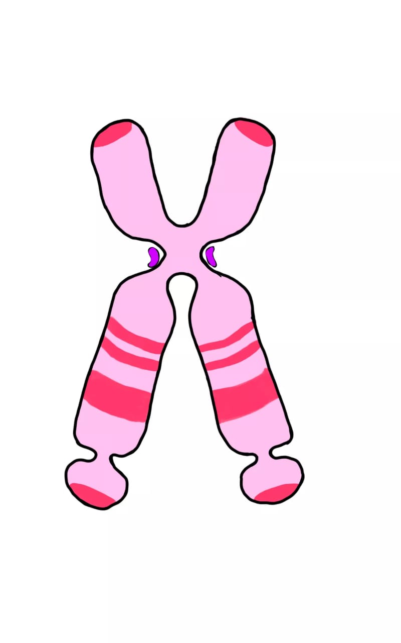 Juegos de Ciencias | Juego de identifica las partes del cromosoma ...