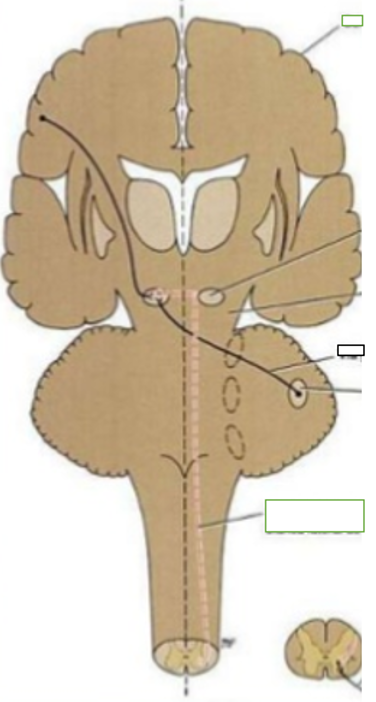 Juegos de Ciencias | Juego de Vía rubroespinal | Cerebriti