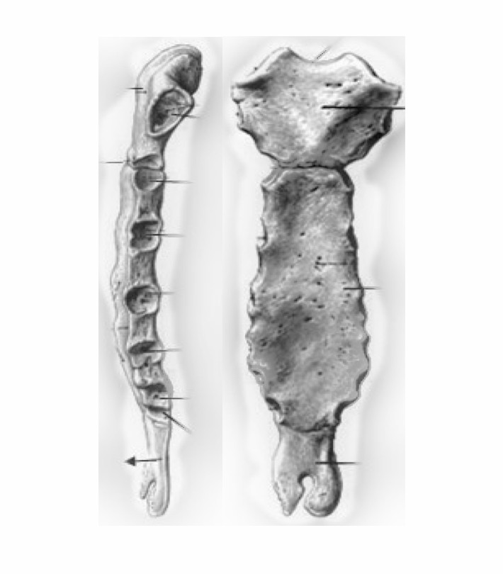 Juegos de Ciencias | Juego de Reparos del esternón | Cerebriti