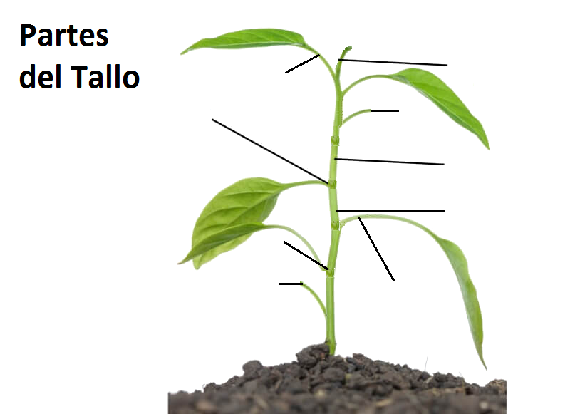 Juegos de Ciencias | Juego de Partes del tallo | Cerebriti