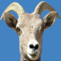 Juegos de Ciencias | Juego de memorama de animales 3 | Cerebriti