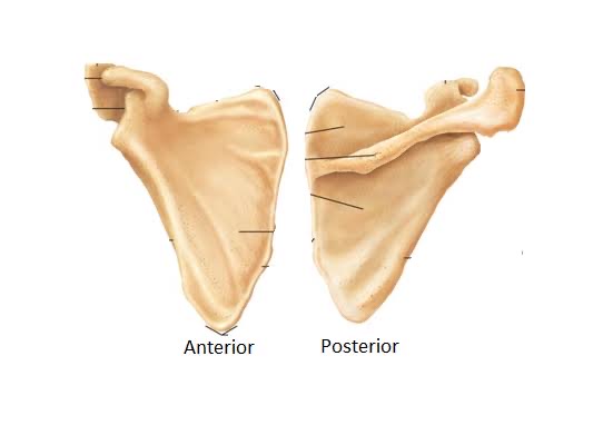 Juegos de Ciencias | Juego de Escápula (2) | Cerebriti