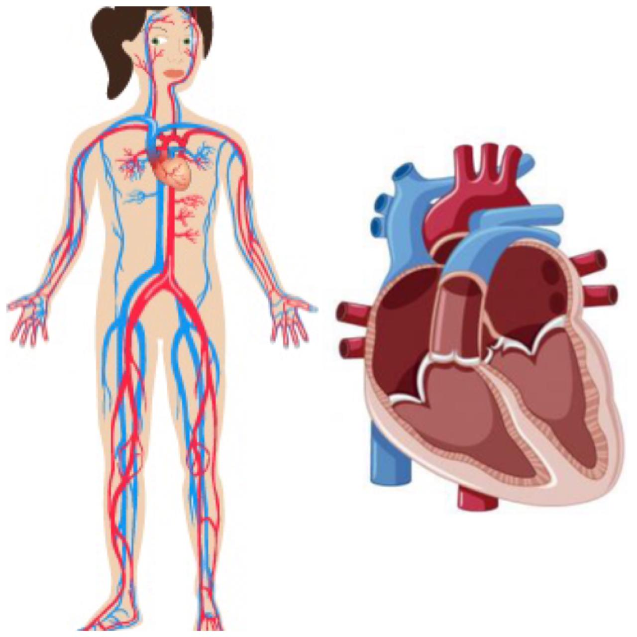 Juegos de Ciencias | Juego de Sistema_circulatorio | Cerebriti