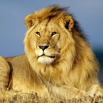 Juegos de Ciencias | Juego de El animal ...¿Es doméstico o salvaje? | Cerebriti